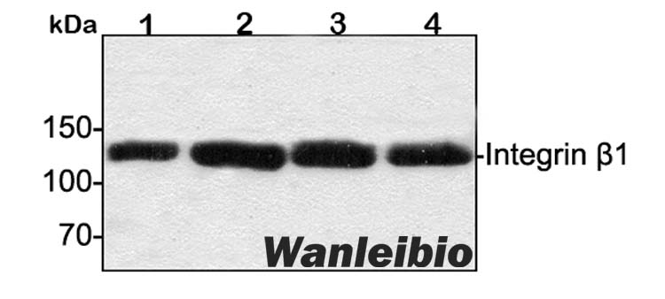 万类生物-试剂商城-Integrin β1/ITGB