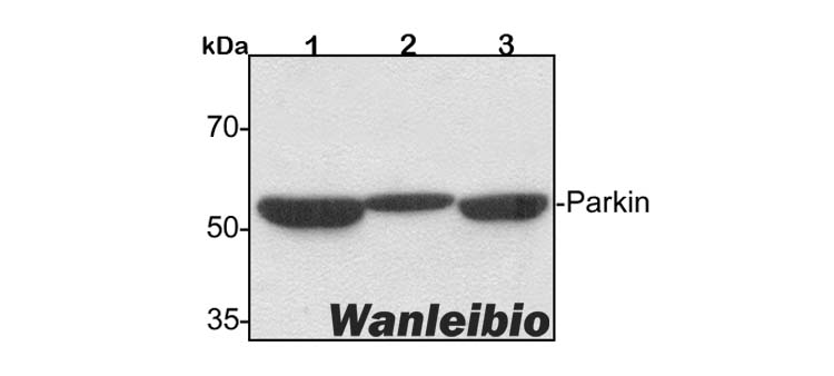 万类生物-试剂商城-Parkin