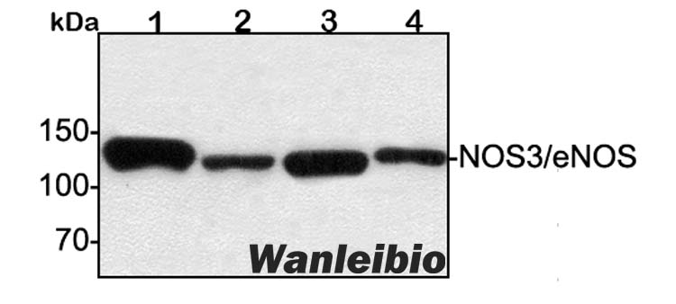 万类生物-试剂商城-NOS3/eNOS
