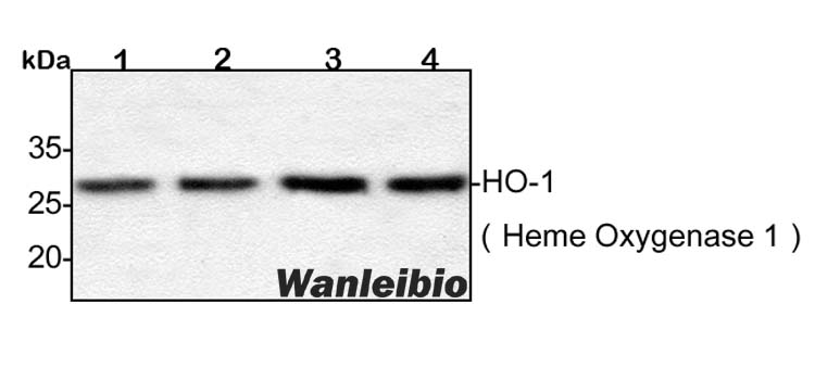 万类生物-试剂商城-HO-1/Heme Oxygenase 1