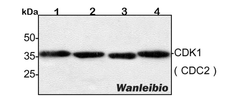 万类生物-试剂商城-CDK1/CDC2