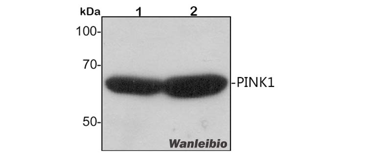 万类生物-试剂商城-PINK1