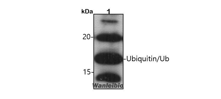 万类生物-试剂商城-Ubiquitin/Ub