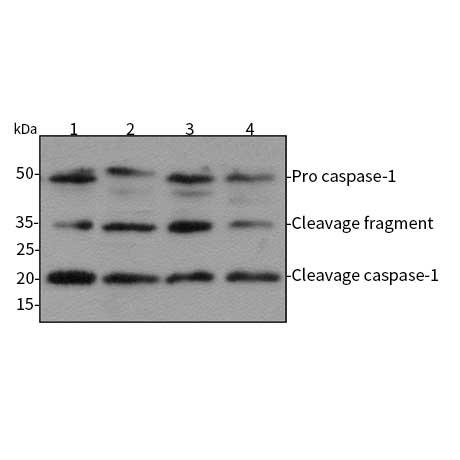 万类生物-试剂商城-Caspase-1/Cleaved Caspase-1