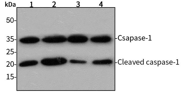 万类生物-试剂商城-Caspase-1/Cleaved Caspase-1